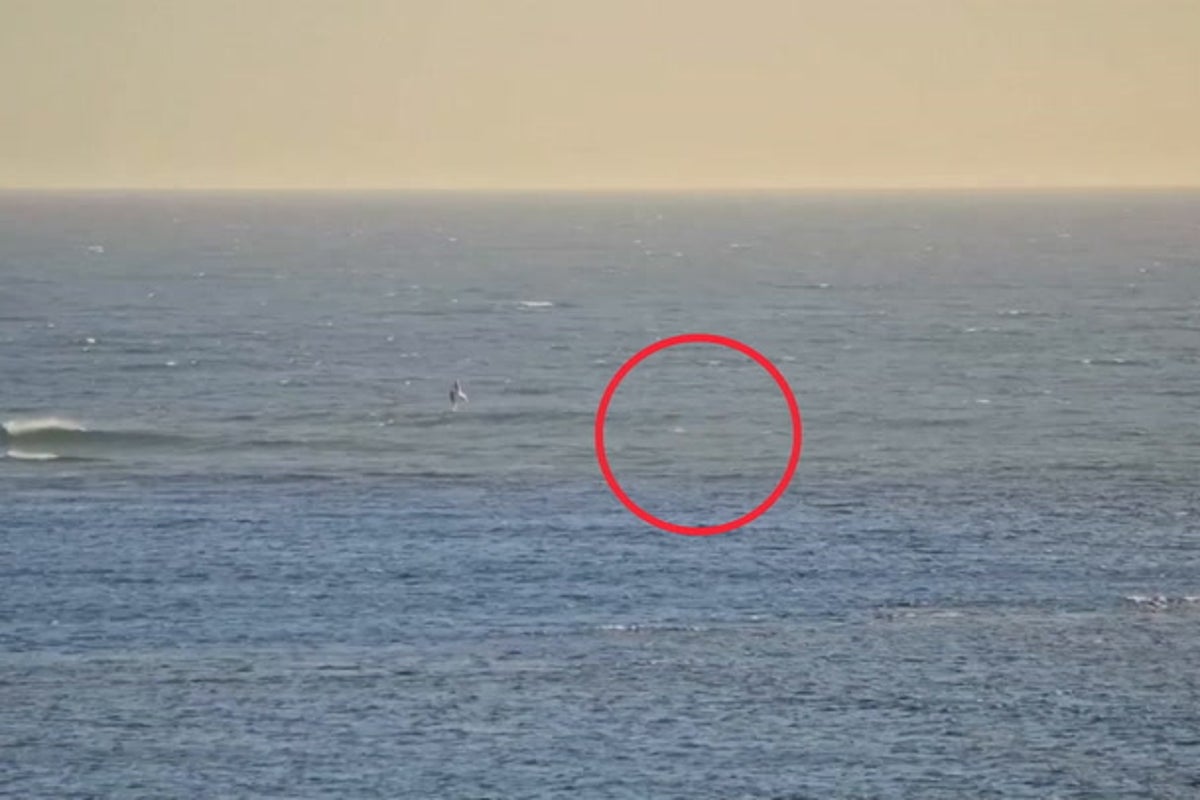 Watch moment shark pulls windsurfer underwater in terrifying fight