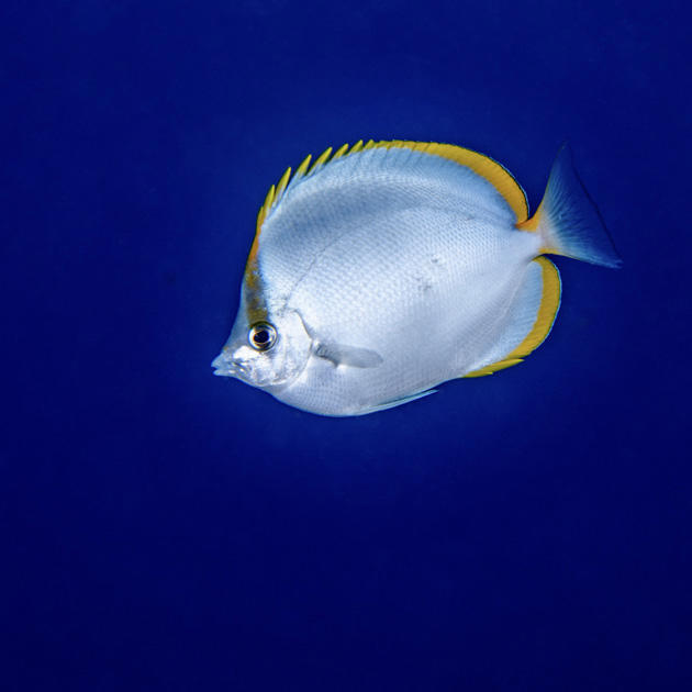 História evolutiva de peixes é revelada em "laboratório natural" no ...