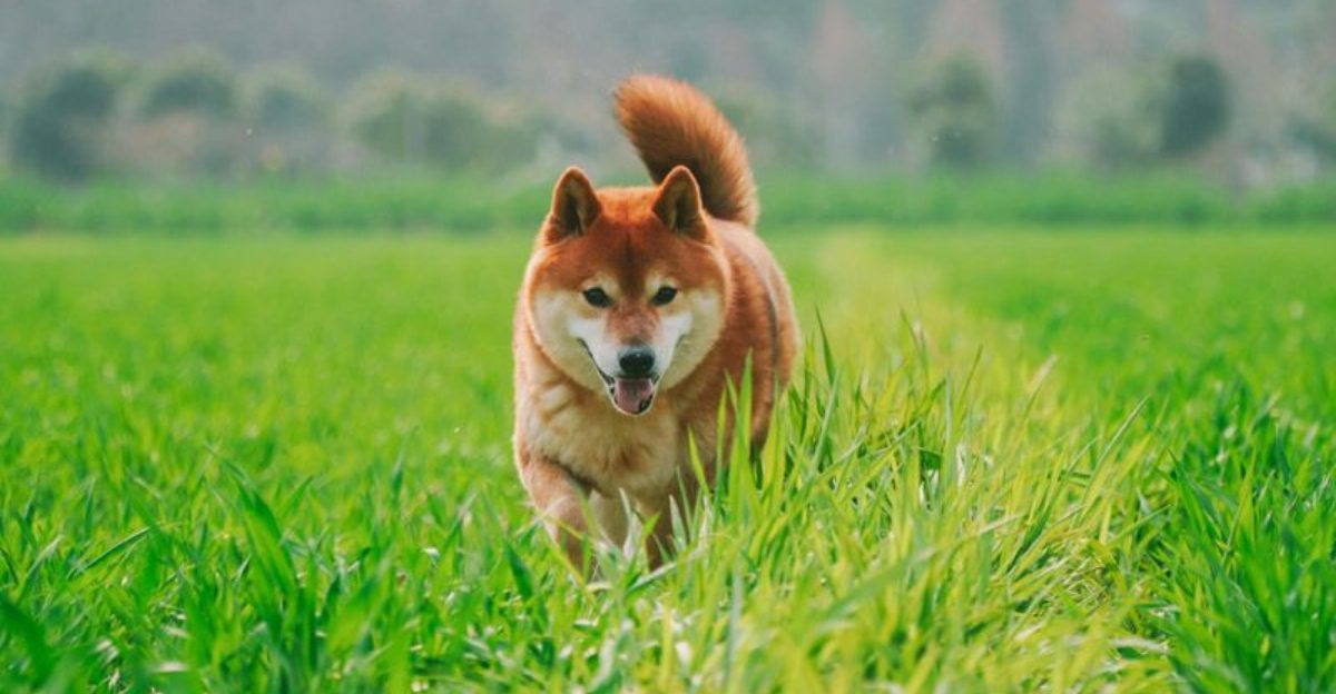 16 Challenging Dog Breeds That Aren't Ideal for Impatient Owners
