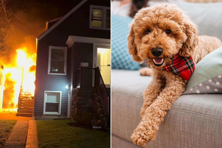12-Pound Mini Goldendoodle Called a Big Hero After Saving His Family ...