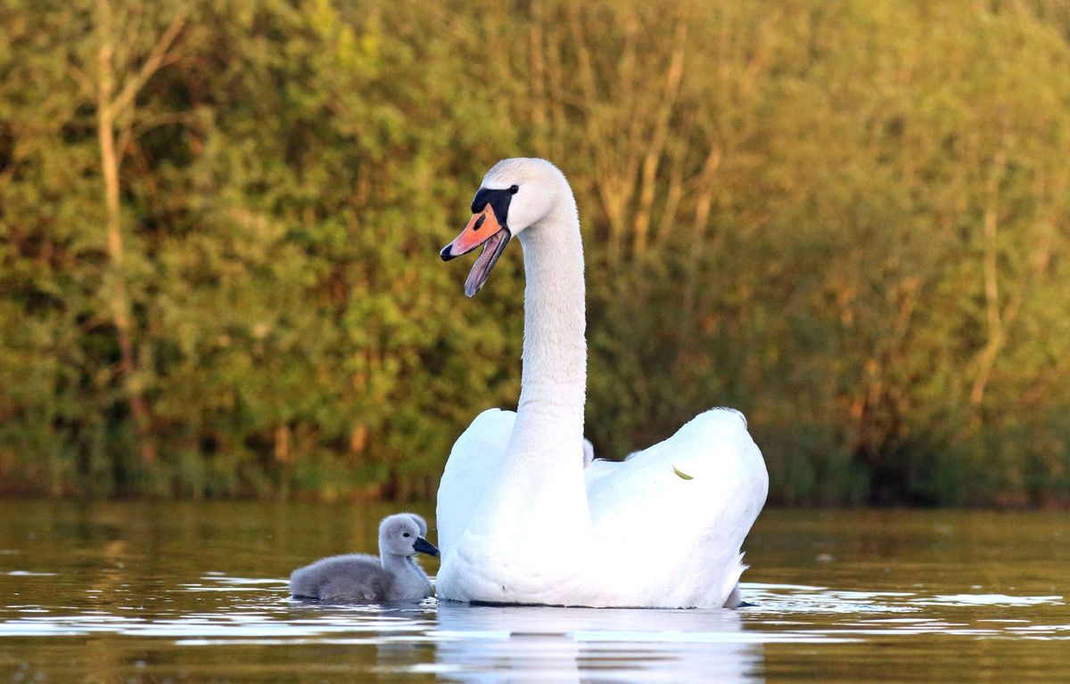 Annecy : Pourquoi il ne resterait qu’entre 10 et 20 cygnes autour du lac