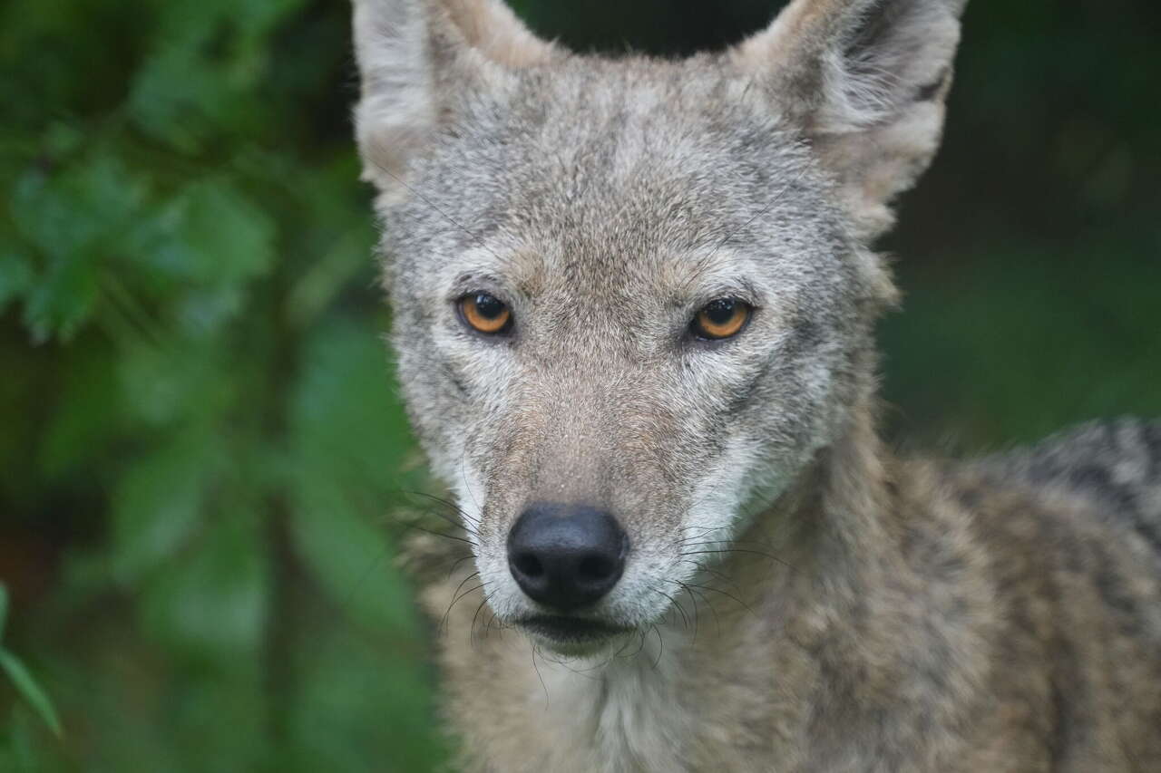 Red wolf flown from New York sanctuary in effort to save species