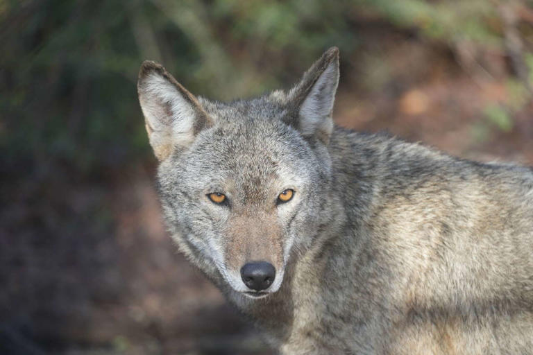 Red wolf flown from New York sanctuary in effort to save species