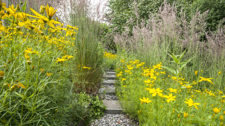 Don't Wait: Plant This Flowering Perennial In November For Cheery ...