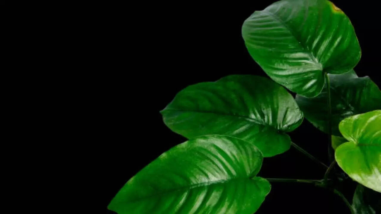 7 plants that make the home aquarium look like a beautiful ecosystem