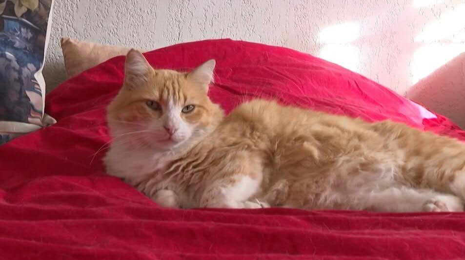 Il gatto Remì condannato a rimane dentro casa