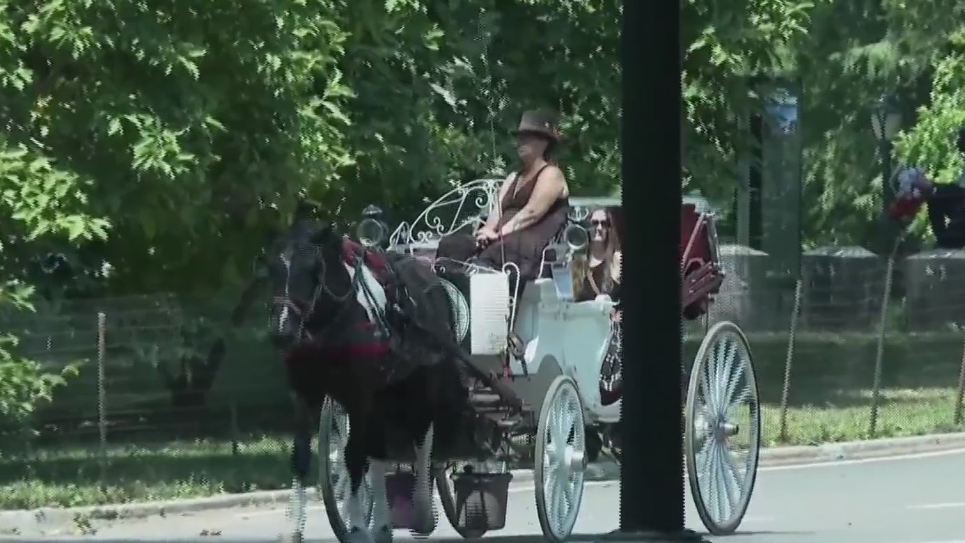 Protesters demand vote on law banning horse-drawn carriages on NYC streets