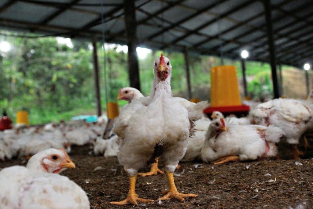 Gripe aviar en España ¿Qué está pasando?