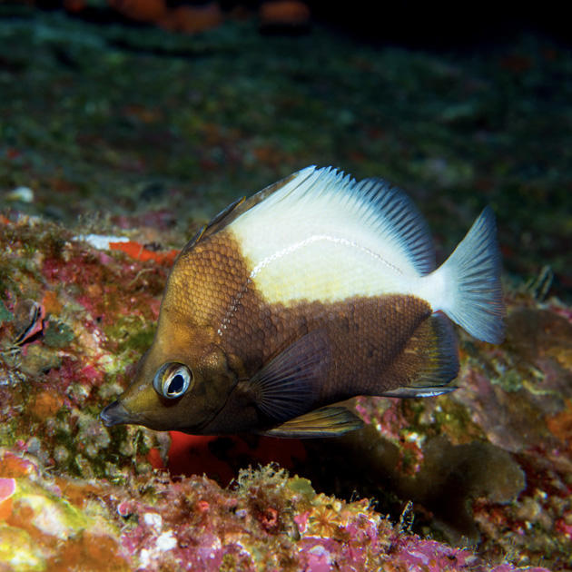 História evolutiva de peixes é revelada em "laboratório natural" no ...