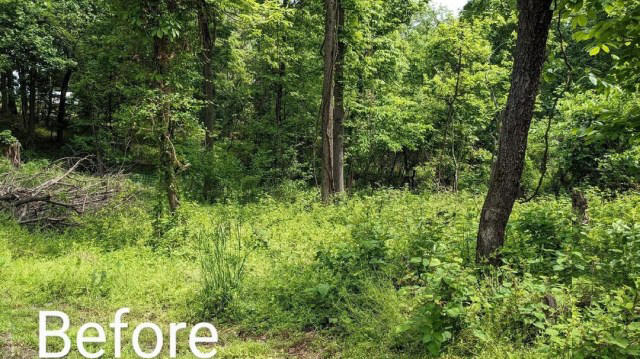 Homeowner shares before-and-after photos after transforming overgrown ...
