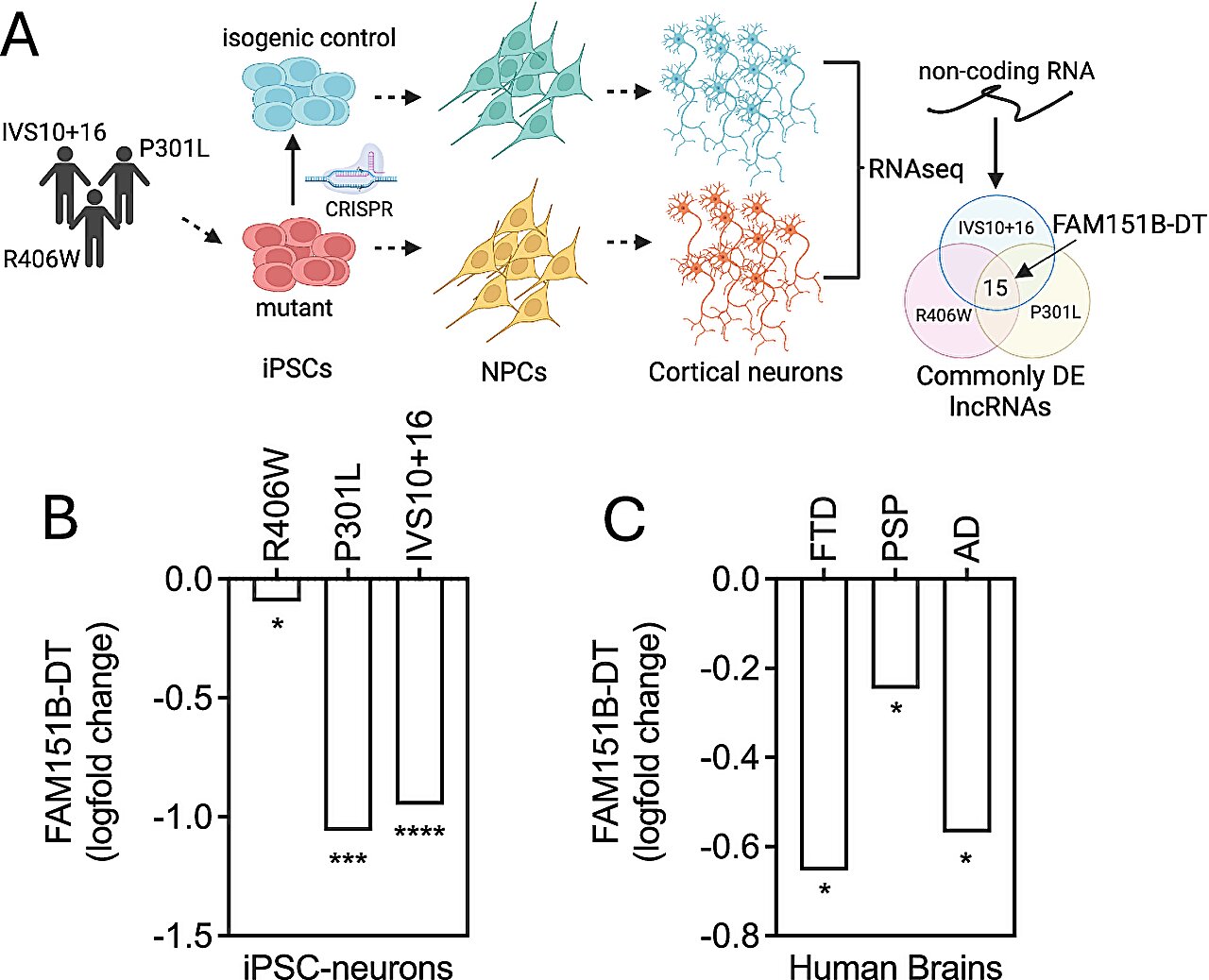 Newly discovered RNA molecule could limit protein aggregation and ...