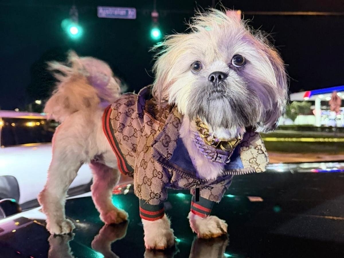 ‘Well-Dressed’ FL Passenger Pup Safe After DUI Driver Arrested: Police