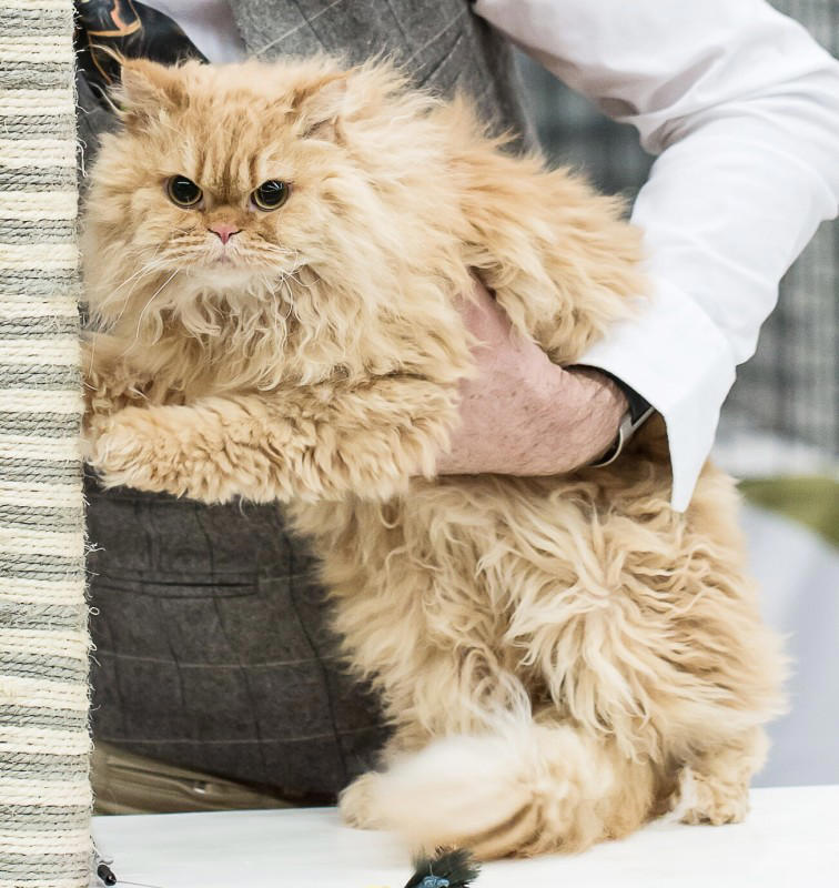Curly Selkirk Rex Kitten Looks Like the Tiniest Baby Lamb But His Meows ...