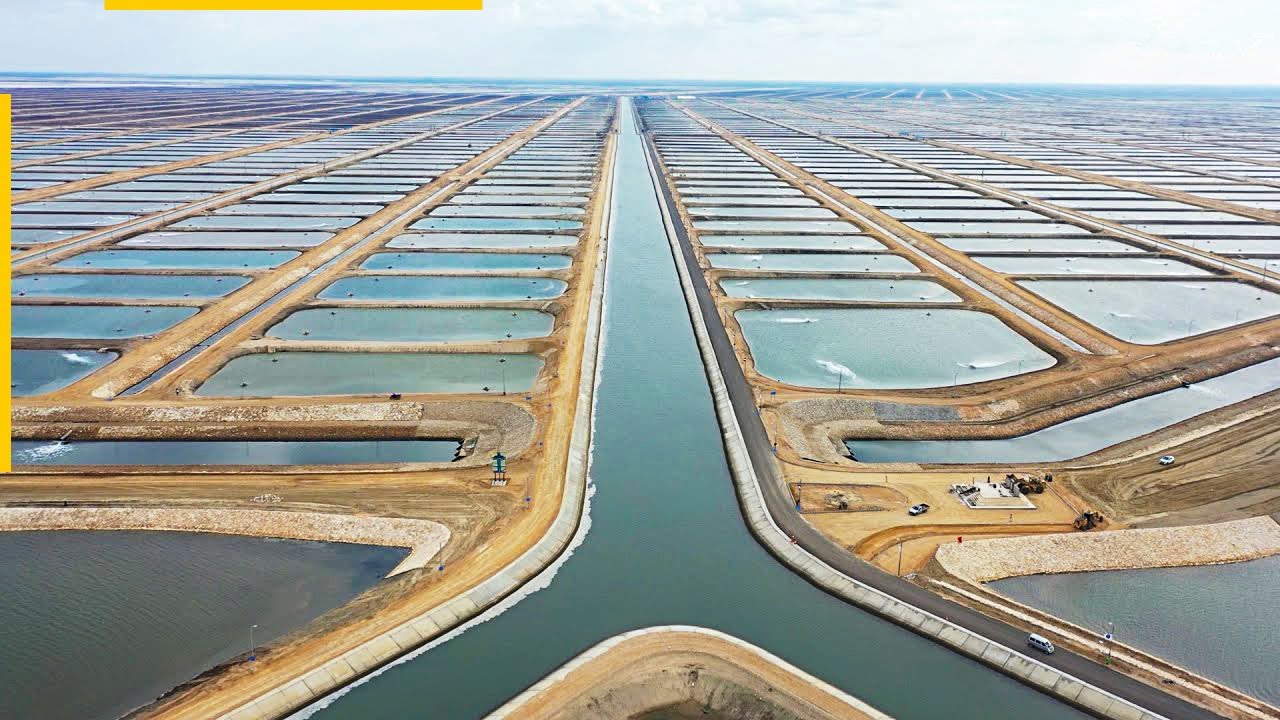 How this mega-project will make Egypt the continent's largest fish producer