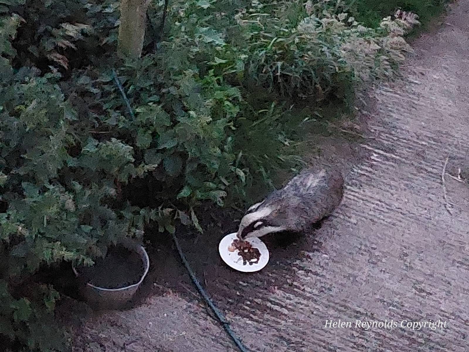 Leeds badger group wants ‘cruel and ineffective’ cull scrapped