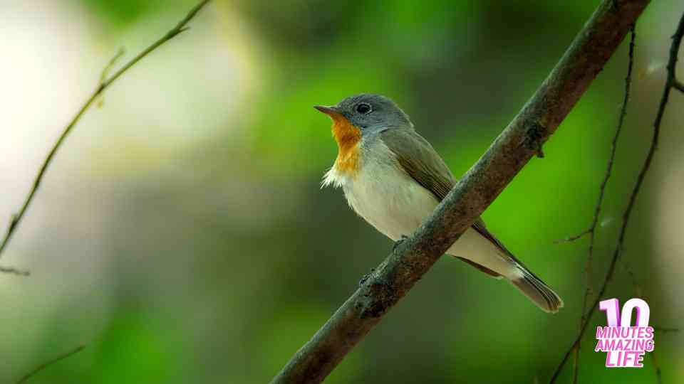 What Is the Red Breasted Flycatcher Waiting For?