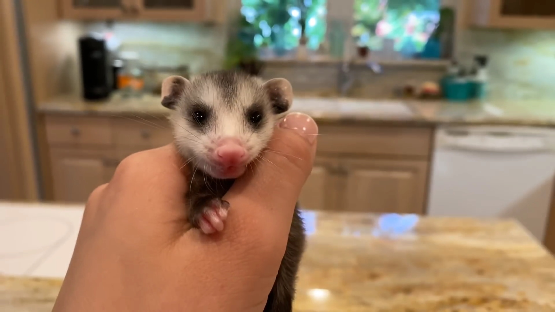 How a tiny marsupial’s fight for life exposed a hidden ecosystem