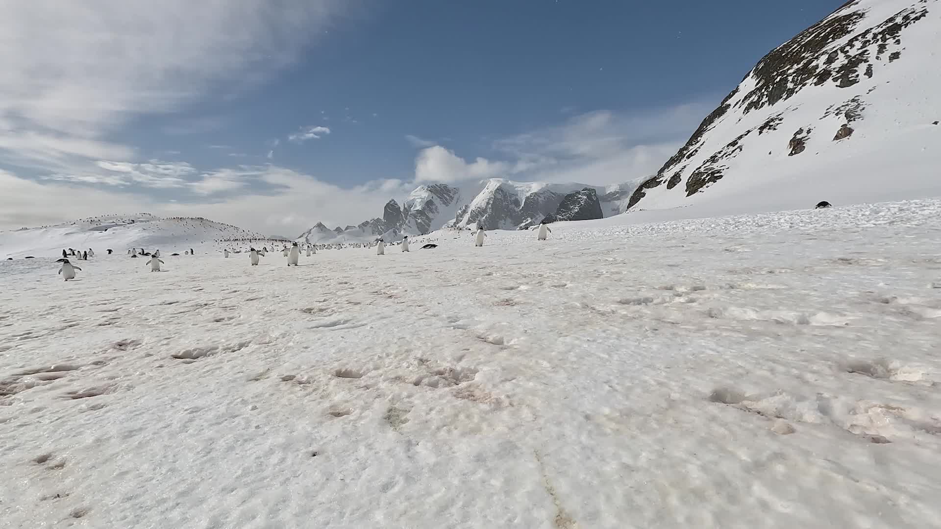 Waddling penguins investigate camera trap