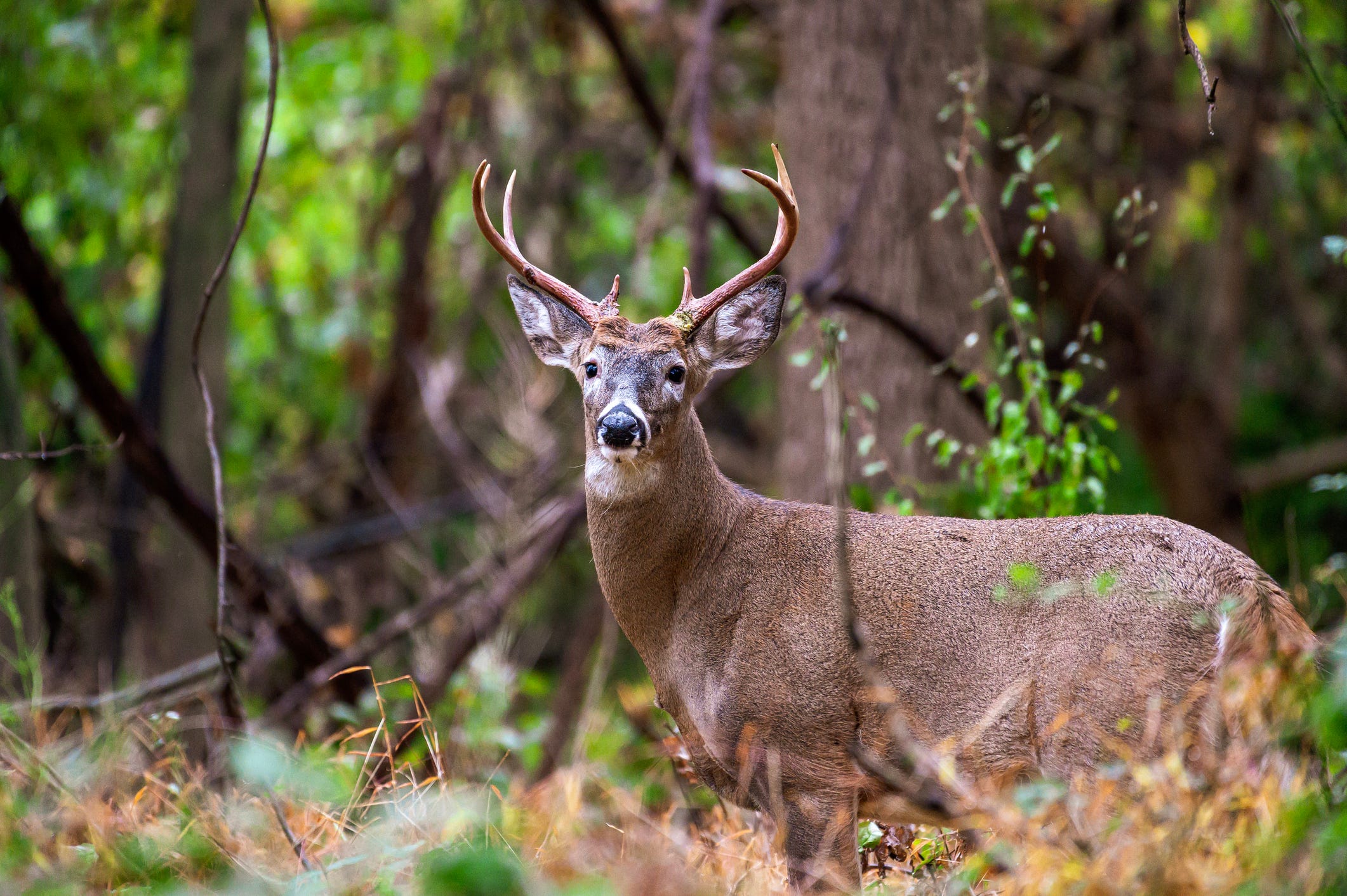 When is Missouri deer hunting season? See MDC's new rules for 2025