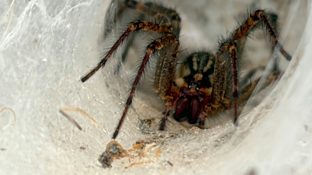 Giant cave web hosts 111,000 spiders from two species