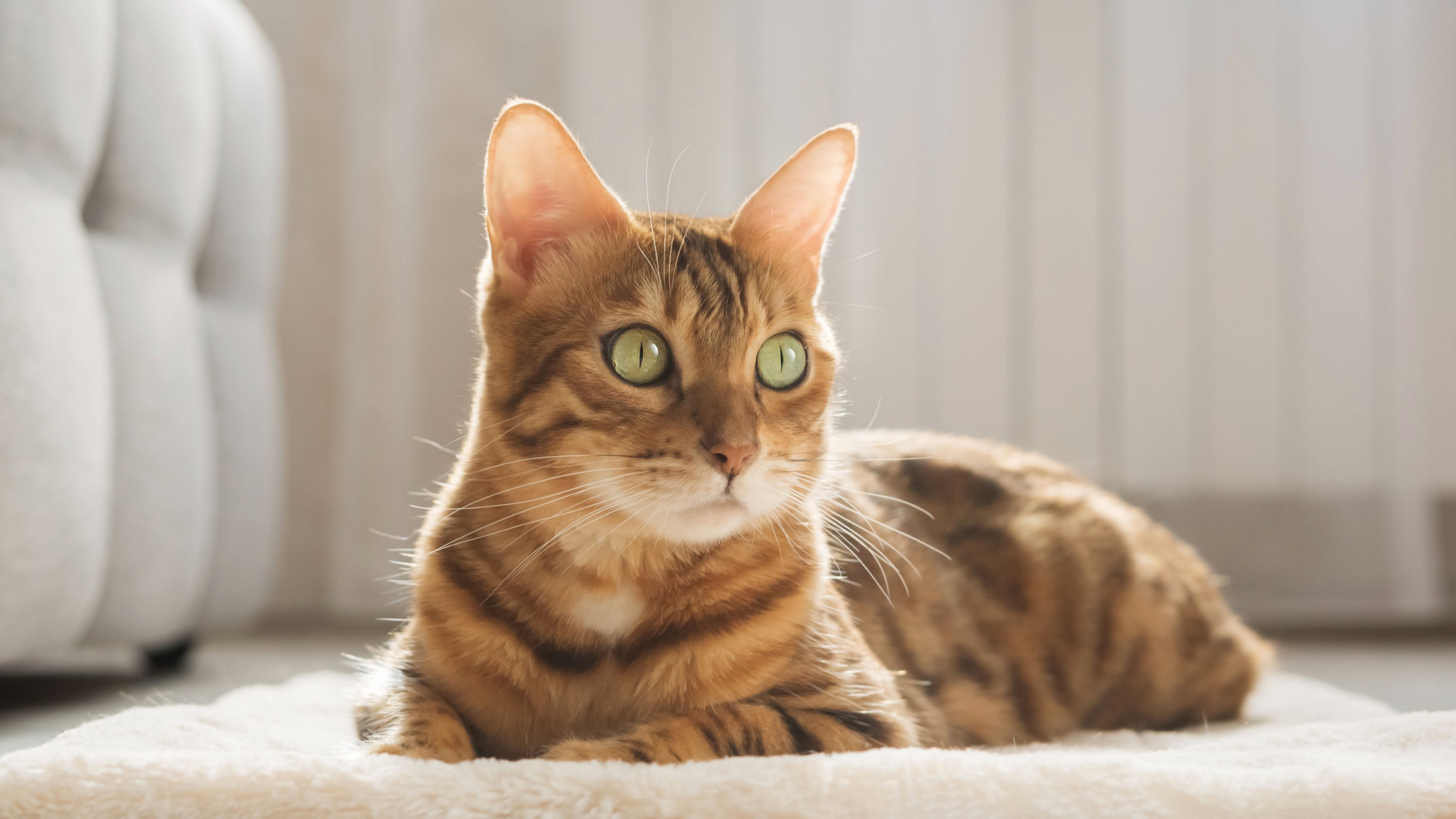 Small Changes At Home That Your Cat Will Appreciate