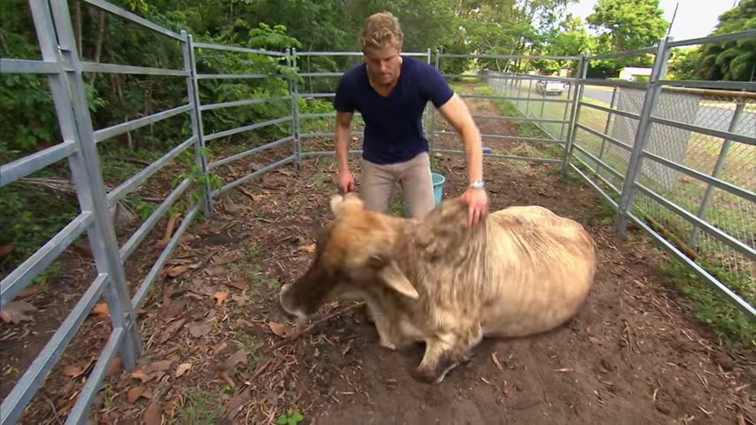 What you need to know before trimming a bull’s horns