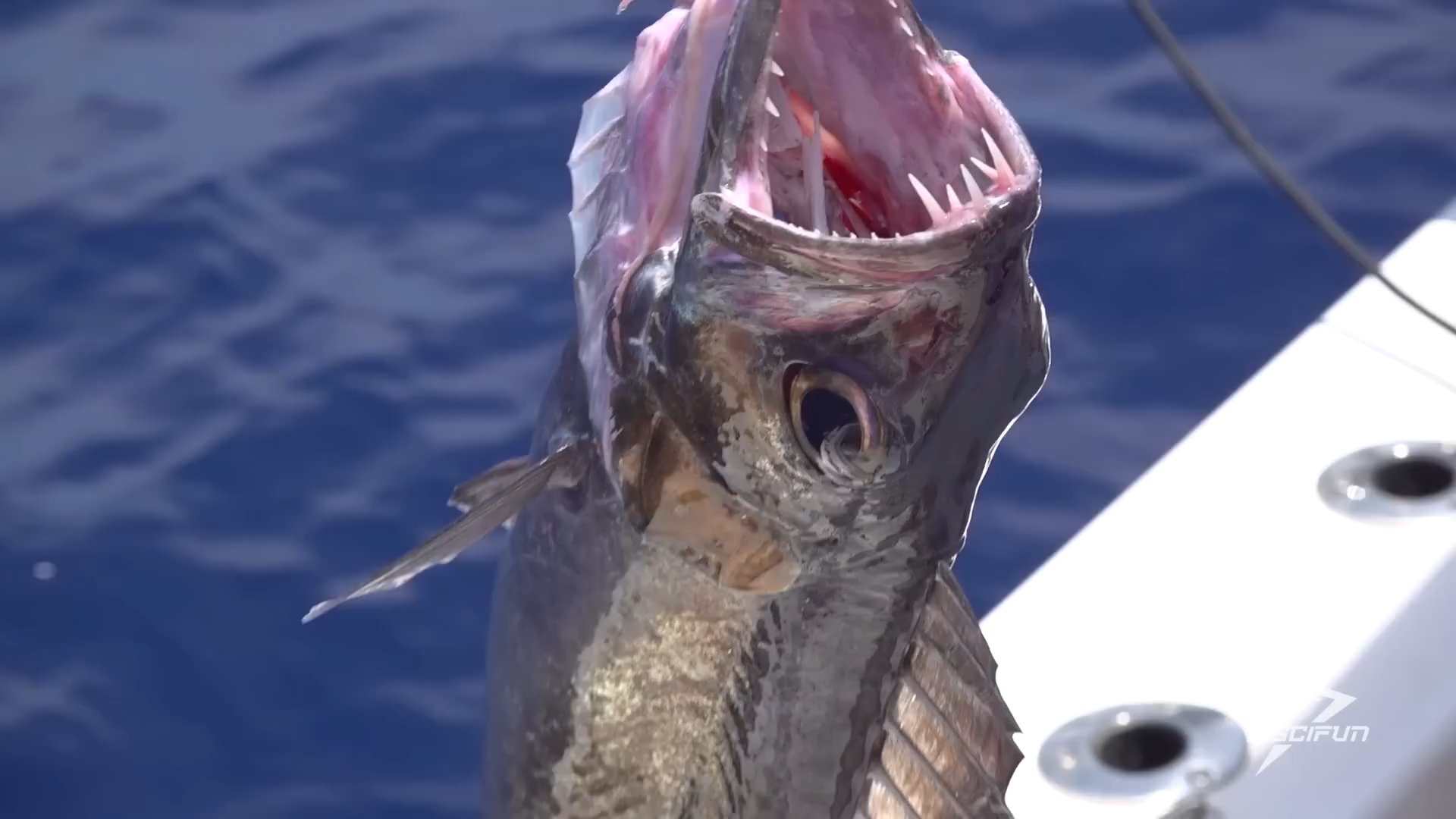 Catching a wild deep sea fish at 1500 feet