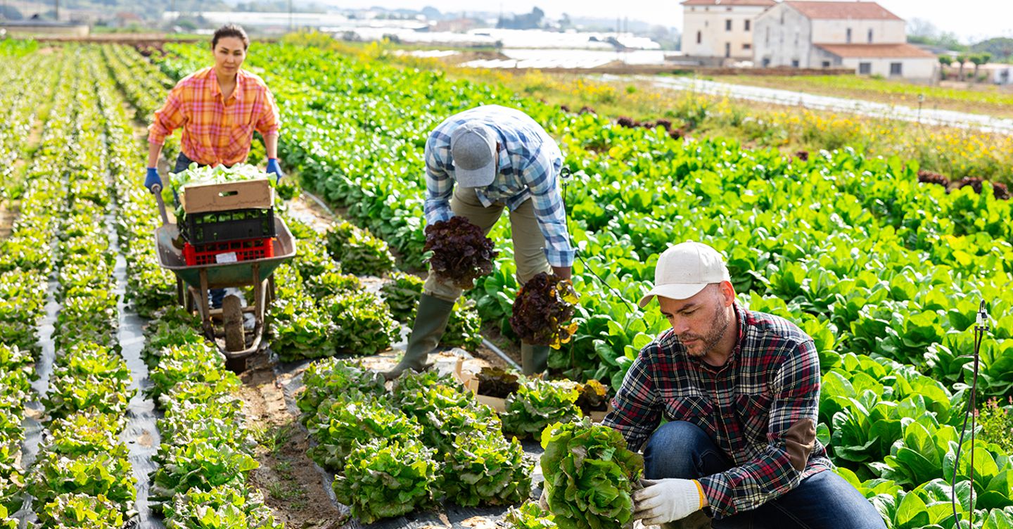 In agricoltura bassi salari e caporalato penalizzano le donne