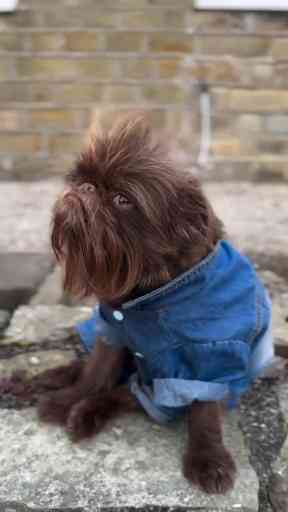 My Little Wolf Boy: A Classic Canine Style Moment