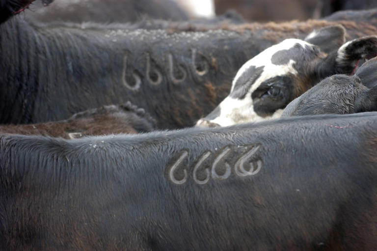 Die echte 6666-Ranch aus "Yellowstone" gehört Western-Regisseur Taylor ...