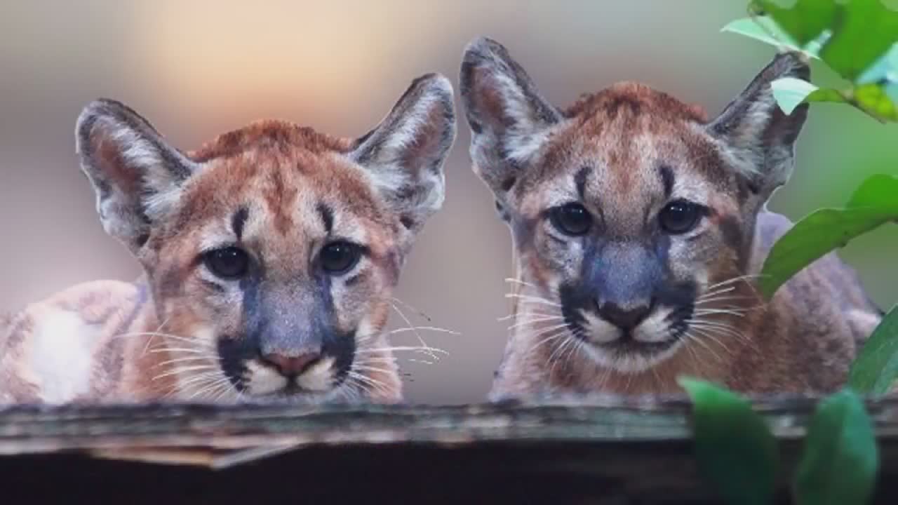 25 amazing animals that came back from extinction