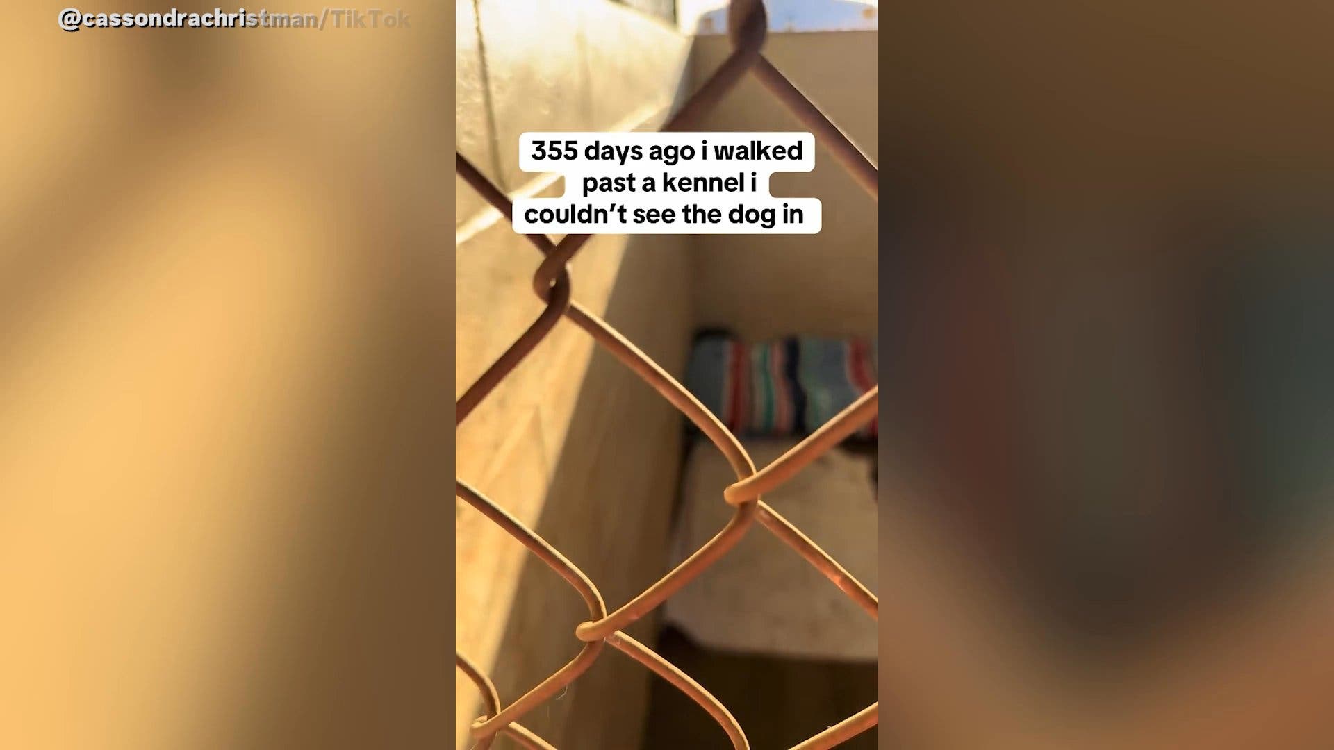 Senior Dog So Scared In Shelter He Hid Behind Bed–But Everything Changed