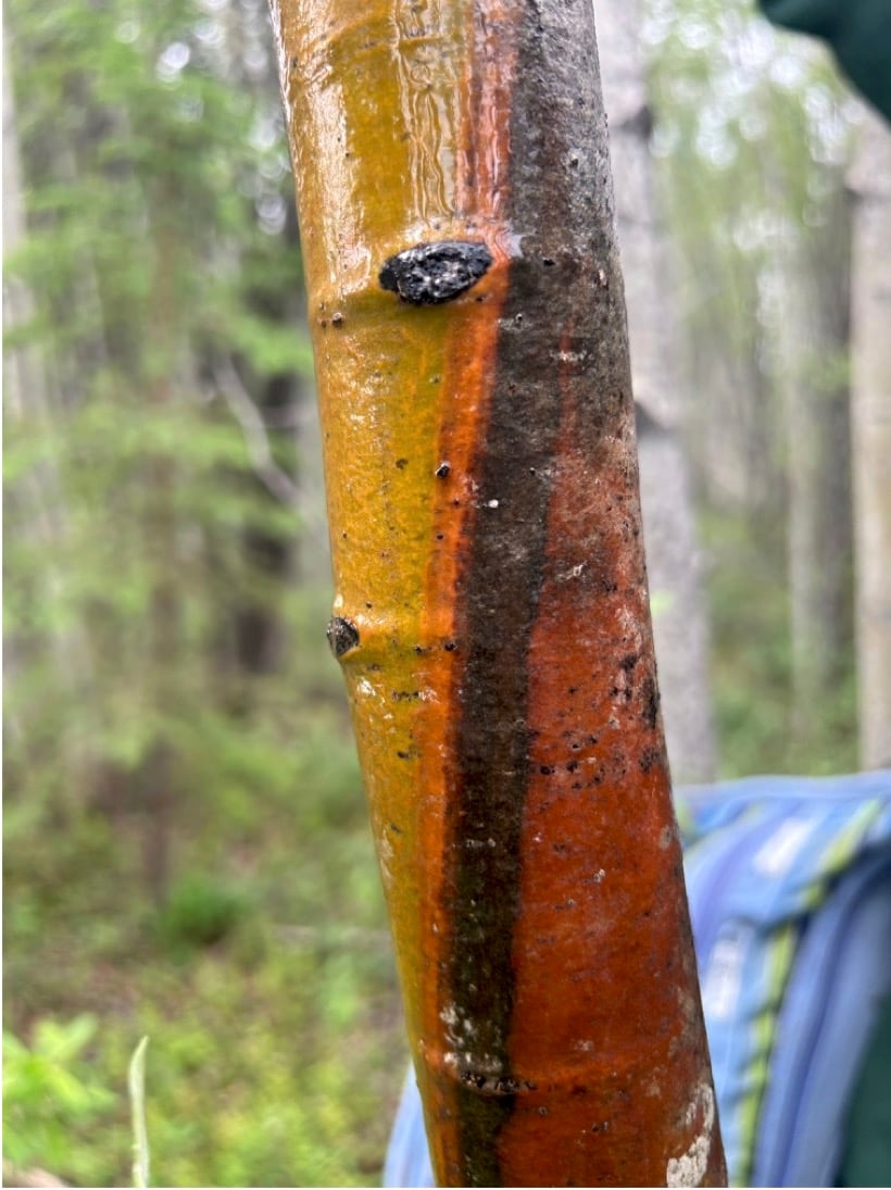 Aggressive' tree disease discovered in N.W.T. aspens
