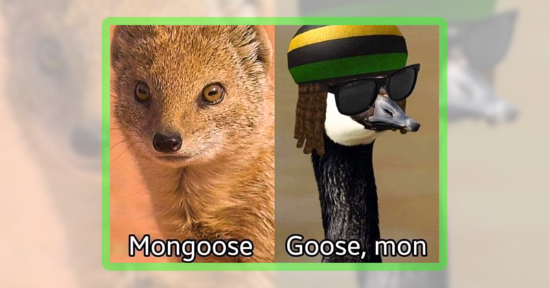 26 Wildlife Memes for When You Feel Like the Feral Weirdo of the Office