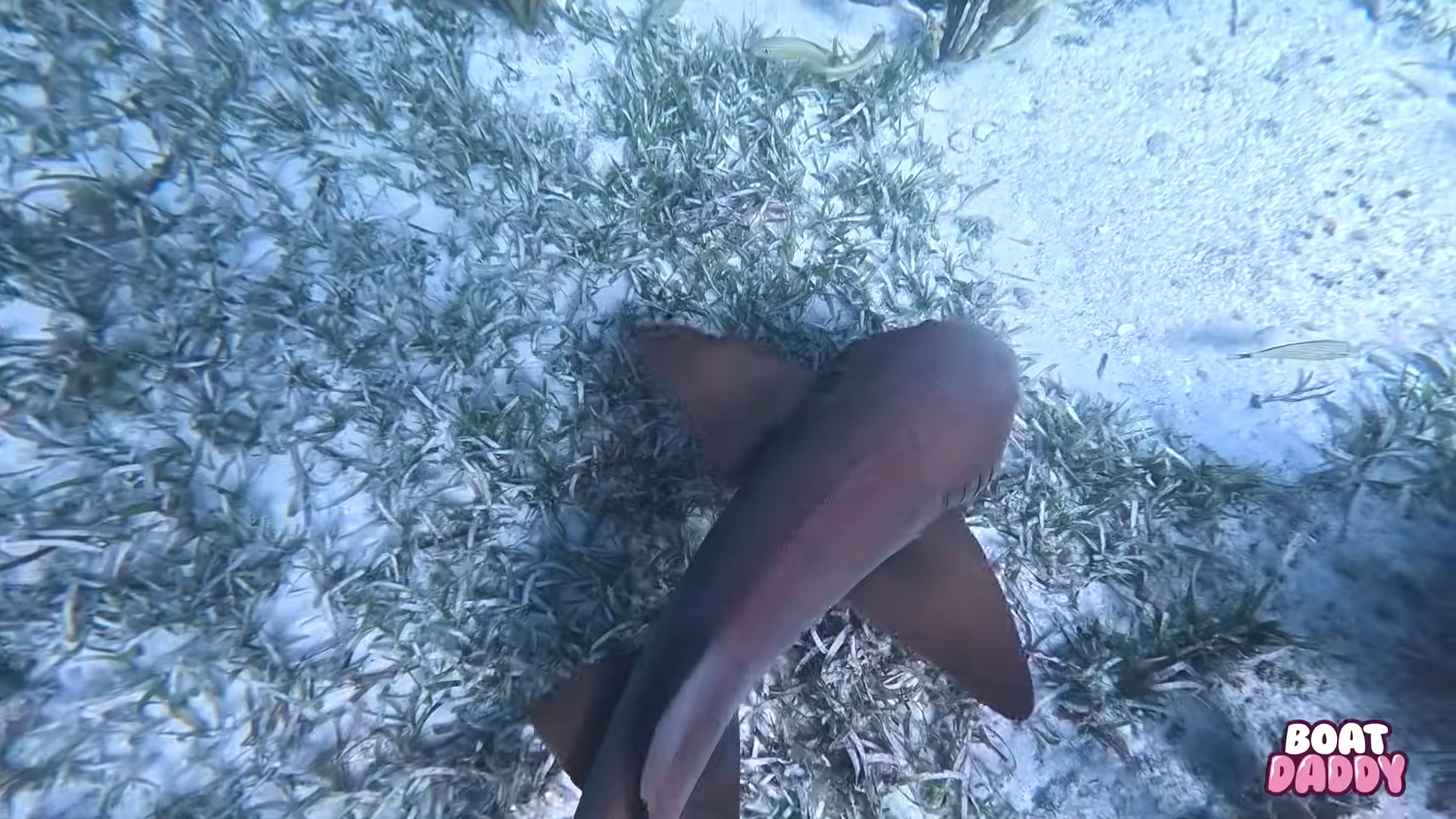 Catching dinner with sharks circling below
