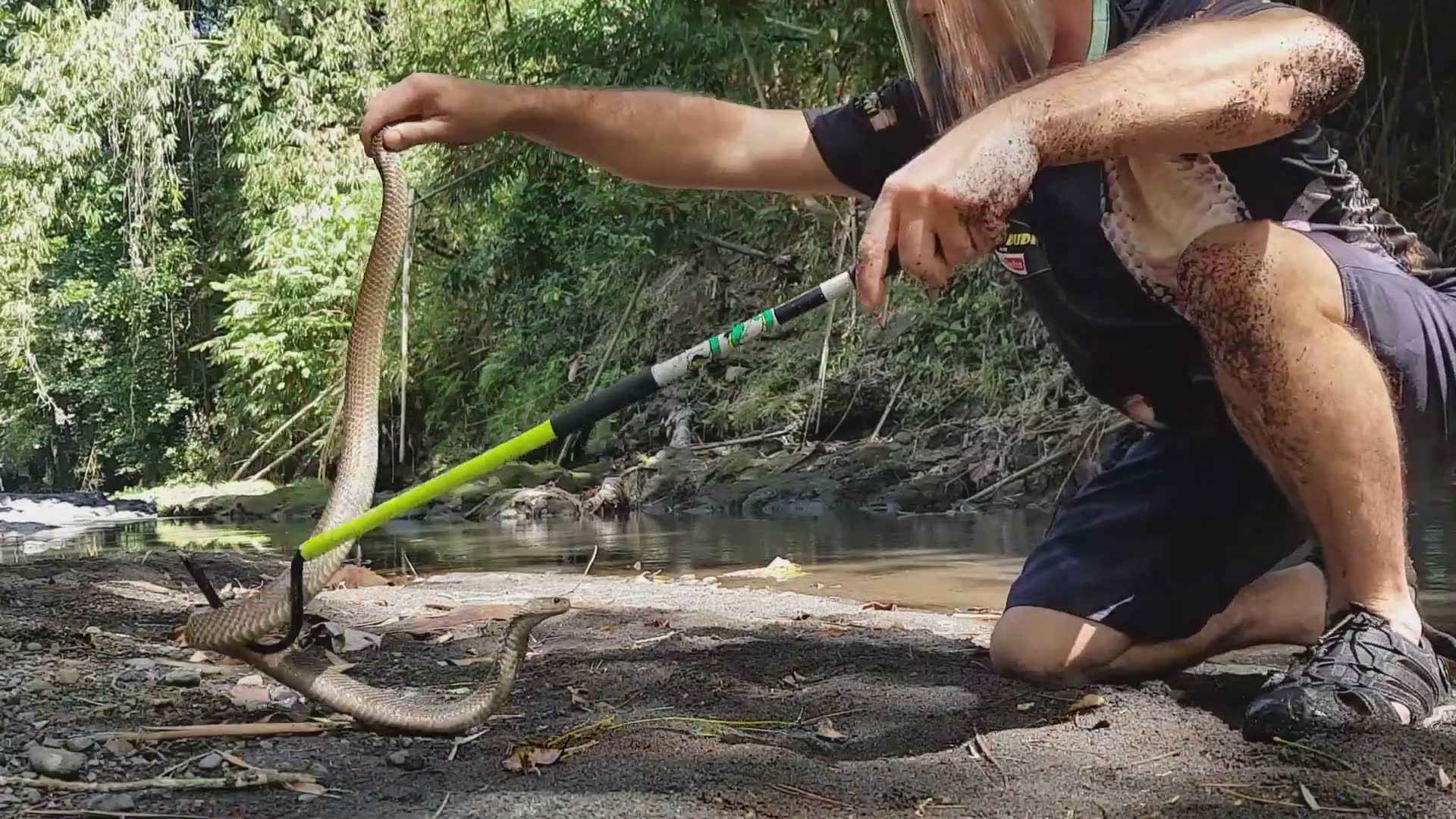 Spitting cobra ranked in top deadly snakes