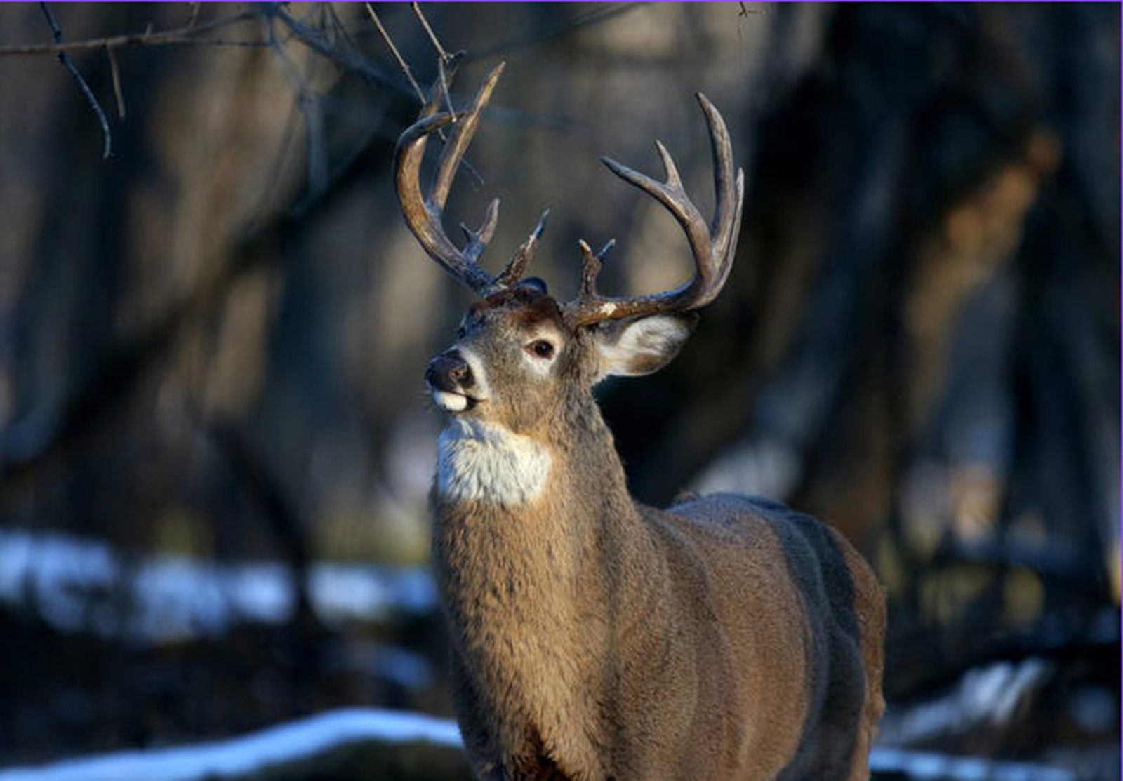 As deer season opens, Minnesota CWD cases continue to rise