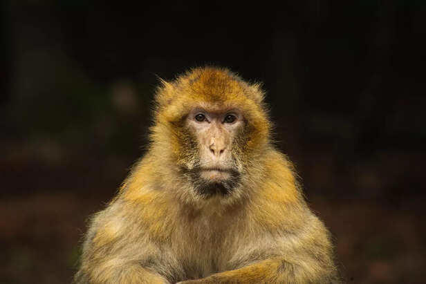 If Vanaras Were Monkeys, How Did They Speak Like Humans?