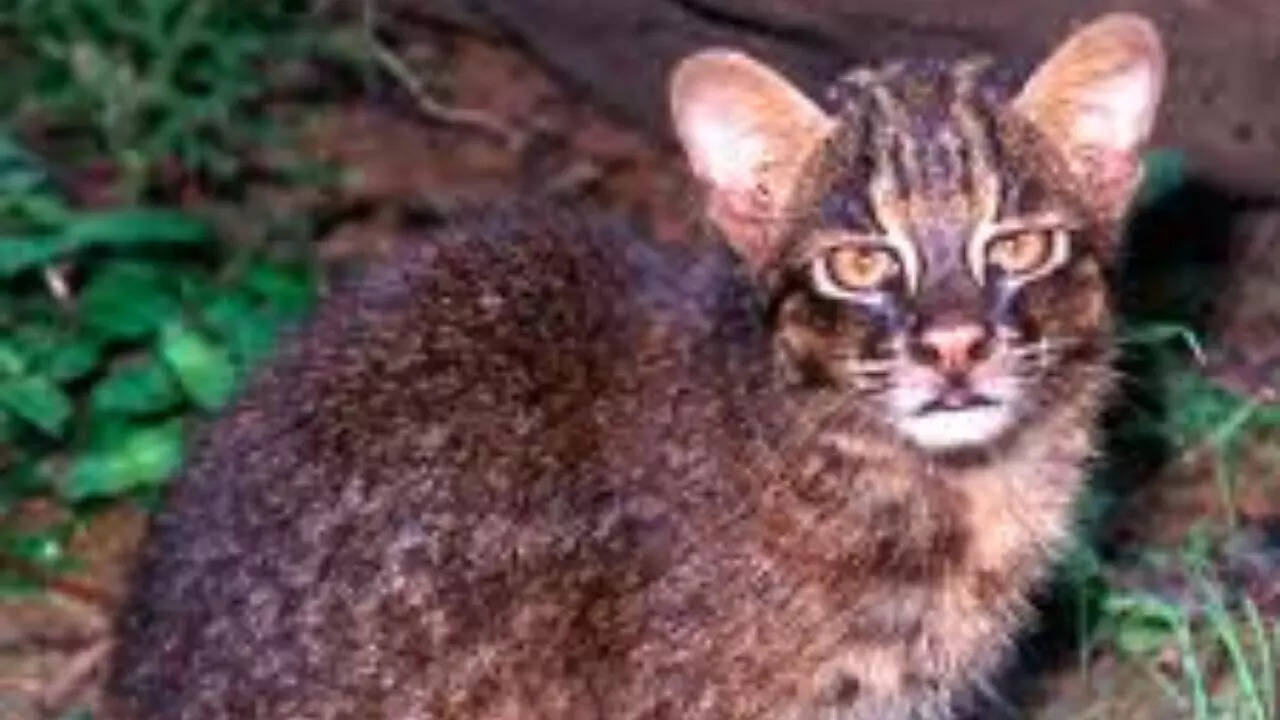 From Iriomote to Black-footed: 7 rare cat species across the planet