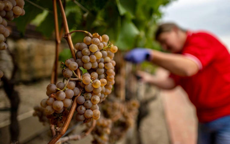 Global wine output stabilises after weather-induced losses