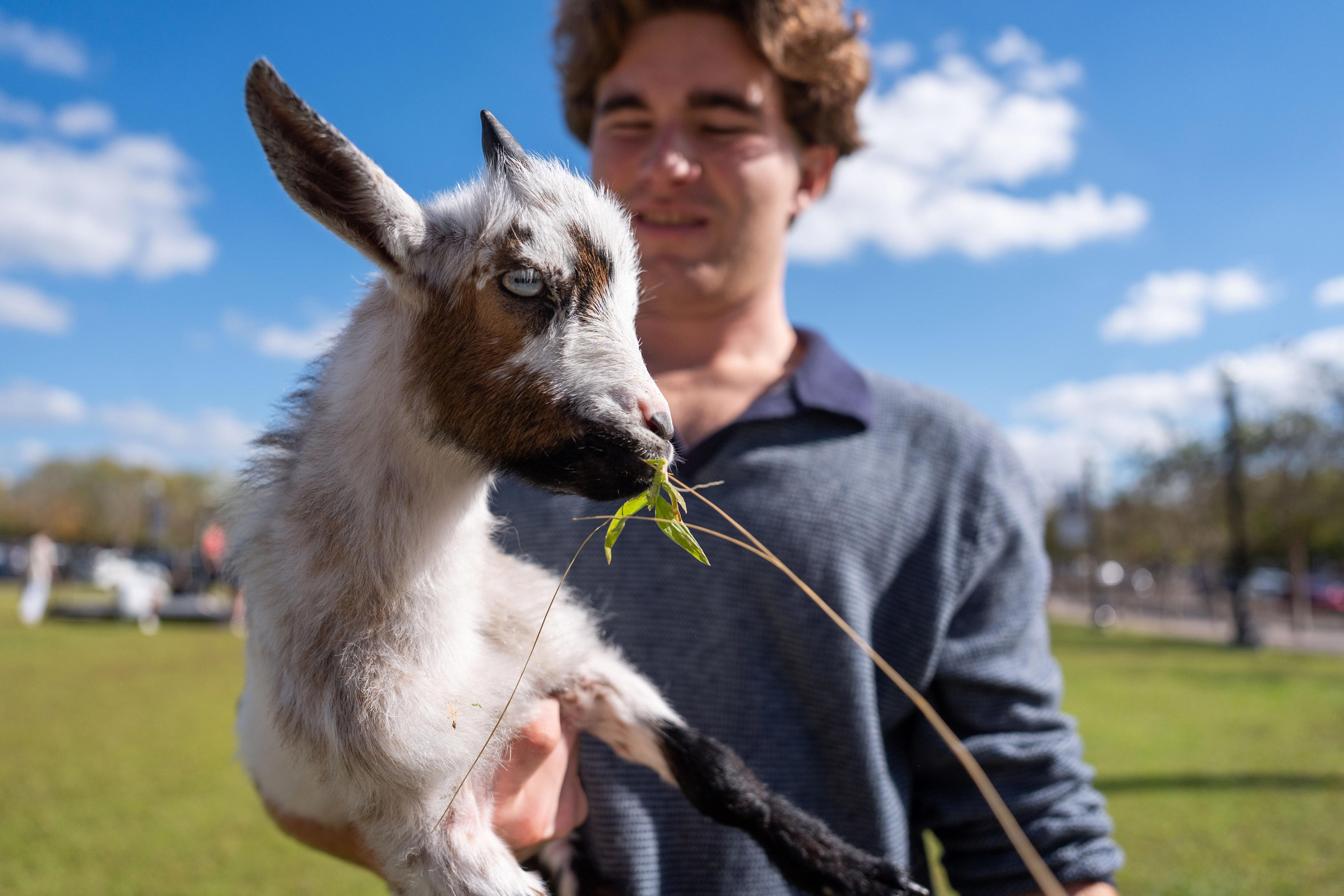 Greatest of all time? FSU’s new star is literally a goat named S'mores