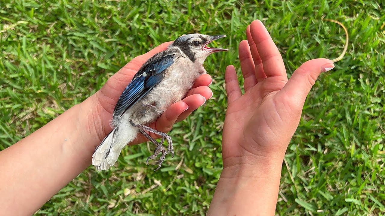 From garden mystery to bird rescue: Saving a baby blue jay
