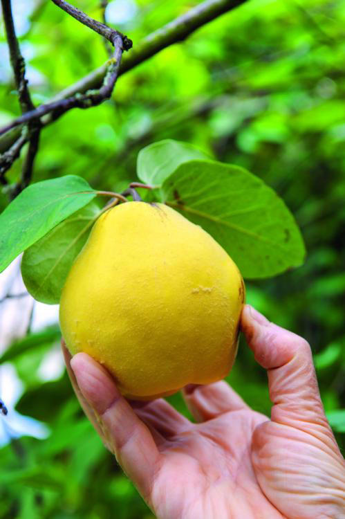 Quand récolter les coings ? Nos conseils pour profiter de ces délicieux ...