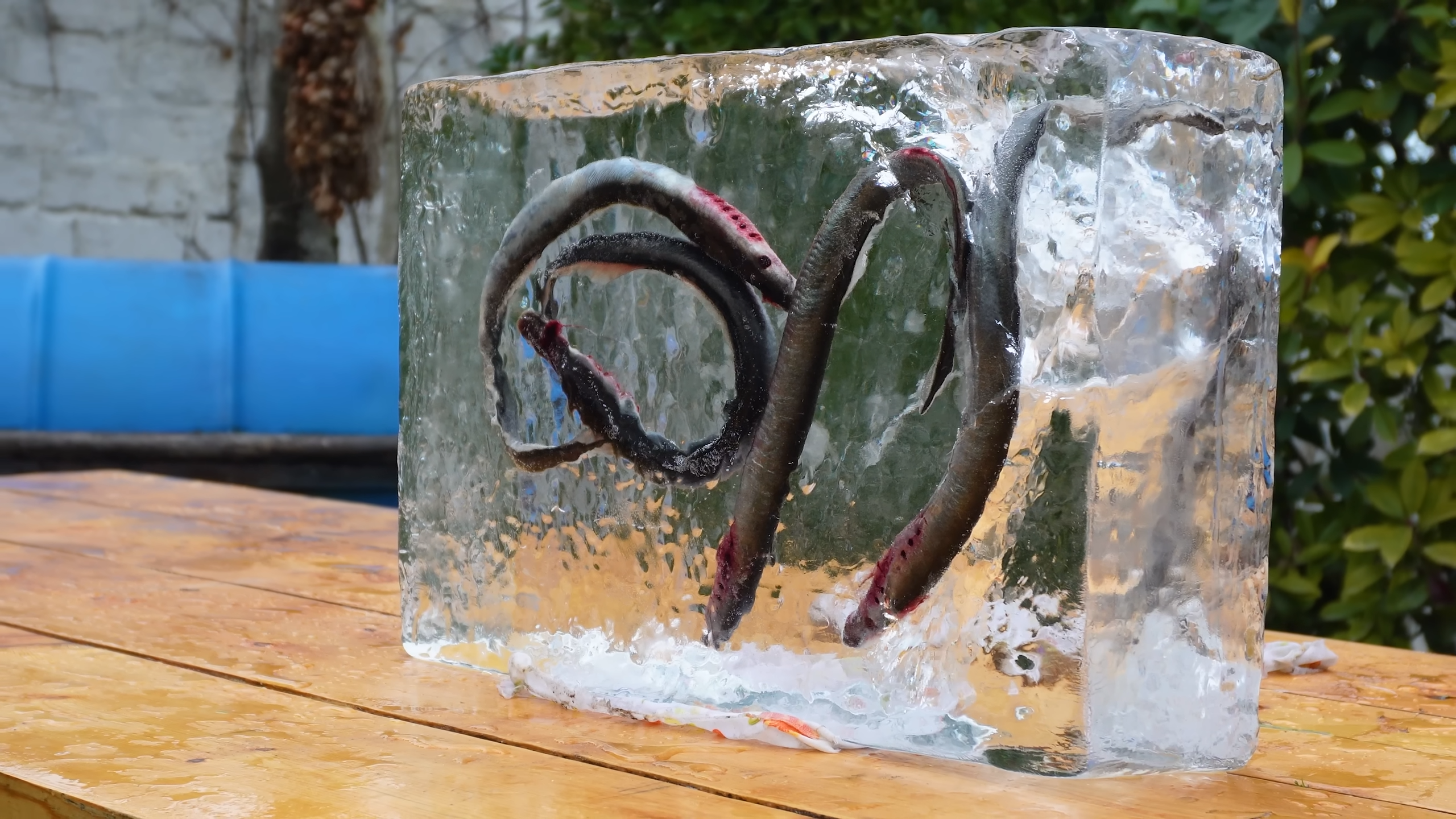 Cooking Lampreys: The Vampires of the Fish World
