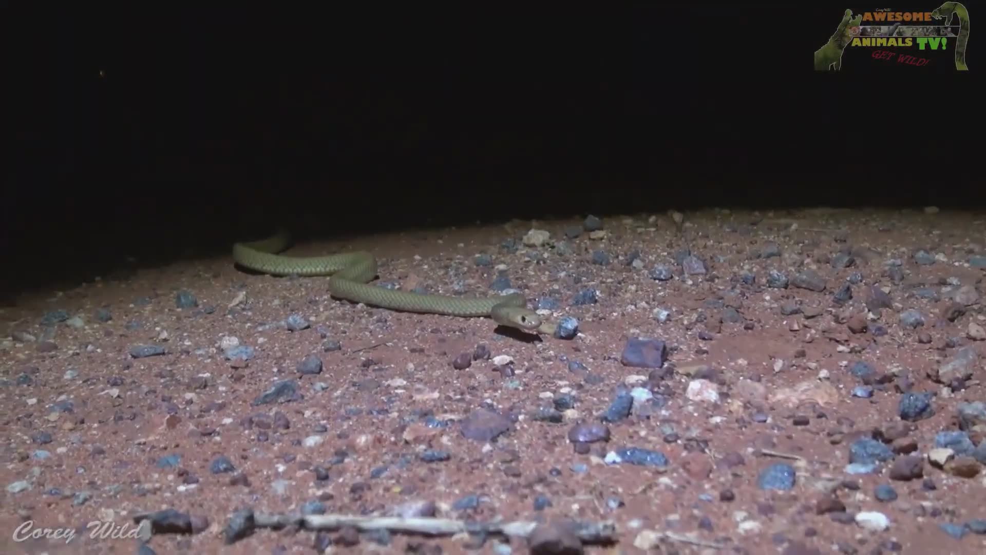 Complete guide to Australia's venomous snakes