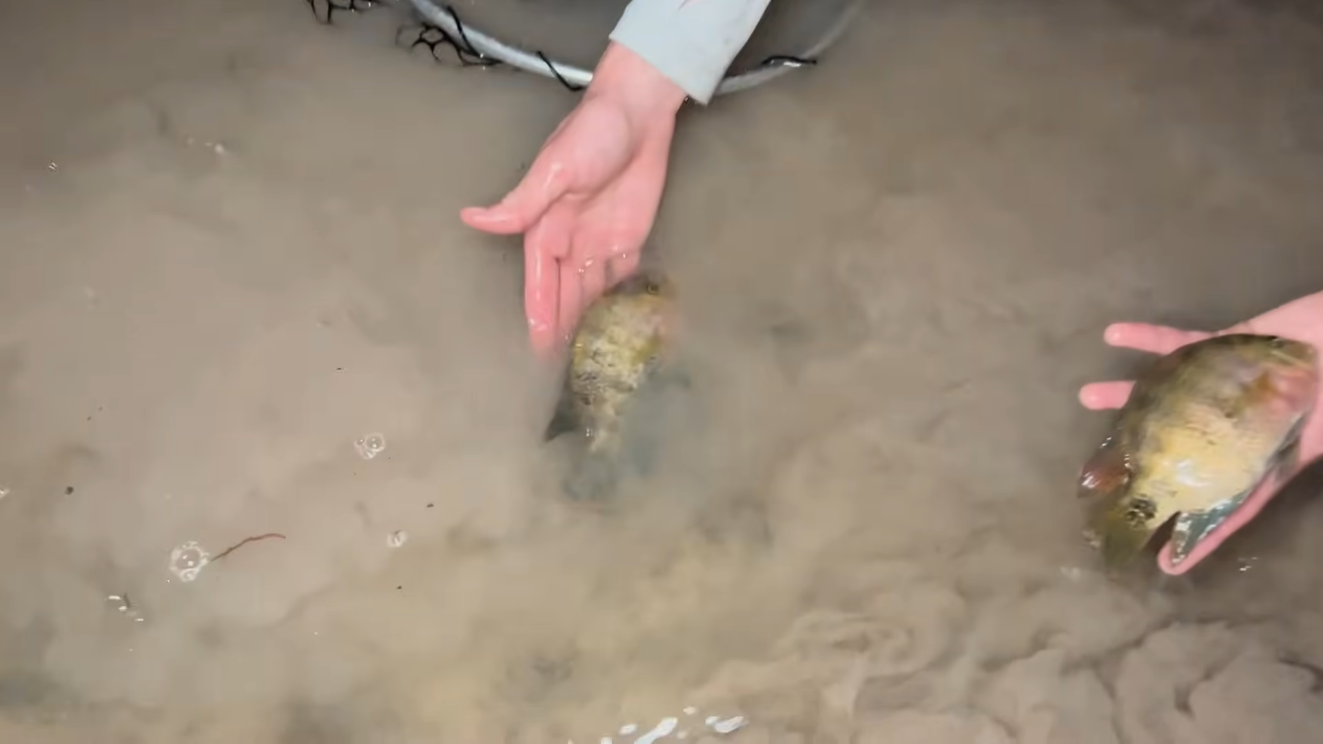 Saving the pond monster from certain death