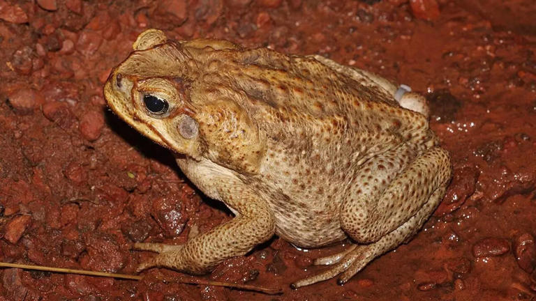 Why the cane toad is the world's most invasive species disrupting ...