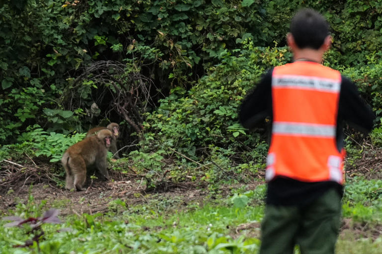 The ‘monkey-chasing squad’ trying to stop macaques from invading homes