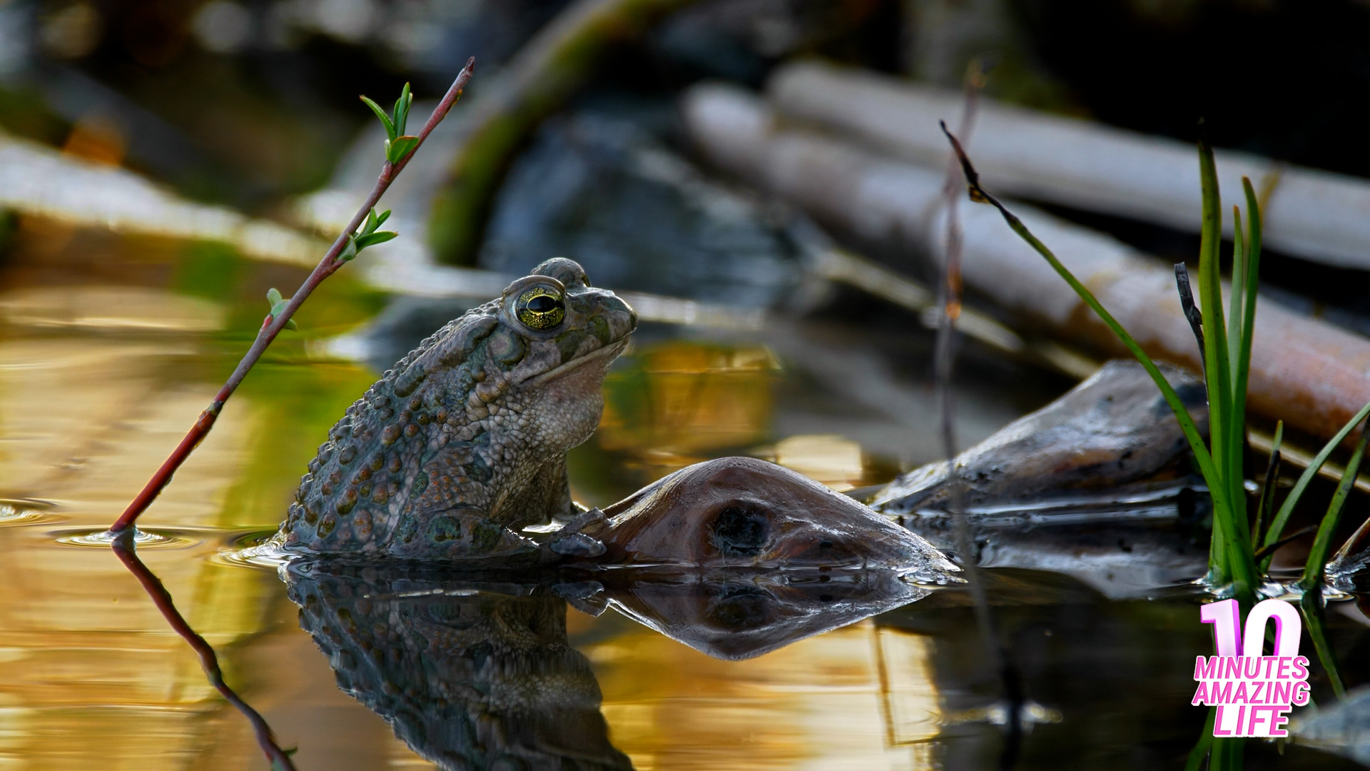 Groene Pad in Zijn Natuurlijke Omgeving