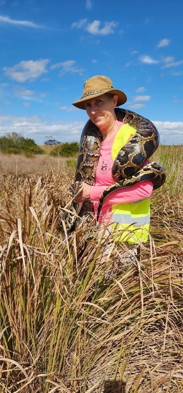 Python hunters cash in. Elimination program doles out thousands in ...